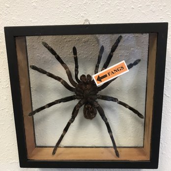 BUG & REPTILE MUSEUM - Updated December 2025 - 76 Photos & 43 Reviews ...