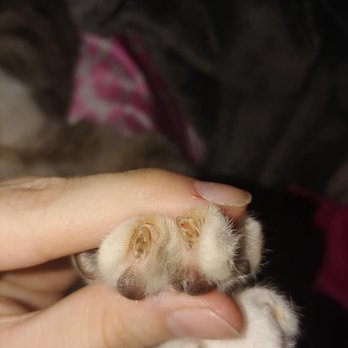 CHENEY ANIMAL CLINIC - Updated December 2025 - 29 Reviews - 455 Cheney ...