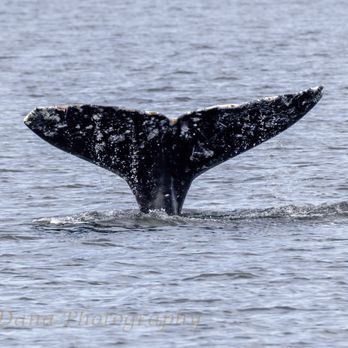 PUGET SOUND EXPRESS - Updated August 2024 - 162 Photos & 70 Reviews ...