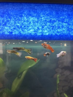 WORLD OF WET PETS TROPICAL FISH - Updated May 2025 - 36 Photos & 116 ...