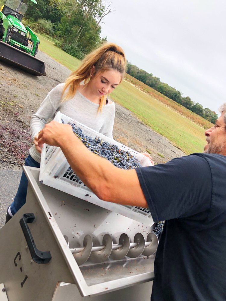 GINO PINTO - Updated September 2025 - 11 Photos - 373 S White Horse ...