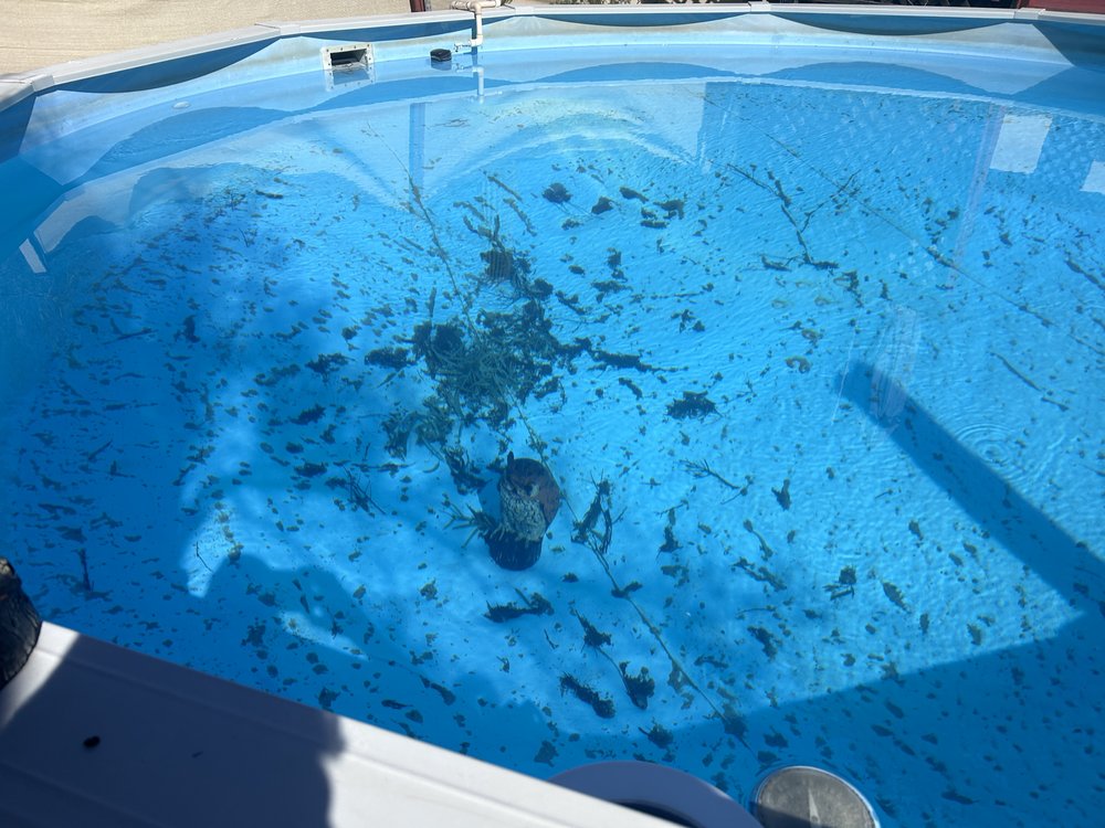 TUCSON POOL SERVICE - Updated July 2025 - 10 Photos - 315 W Valencia Rd ...
