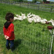 KINDERHOOK FARM - 49 Photos - Ranches - 1958 County Rd 21, Valatie, NY ...