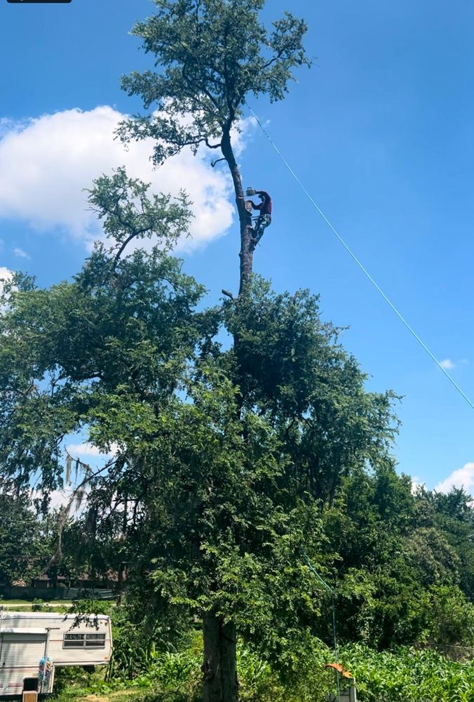ANGELS TREE SERVICE - Updated March 2025 - Request a Quote - Katy ...