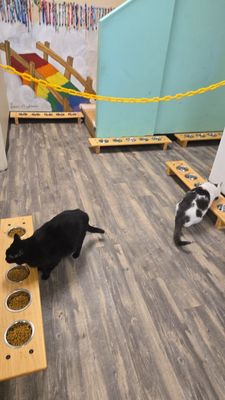 MOCHAS AND MEOWS - Updated September 2025 - 145 Photos & 84 Reviews ...