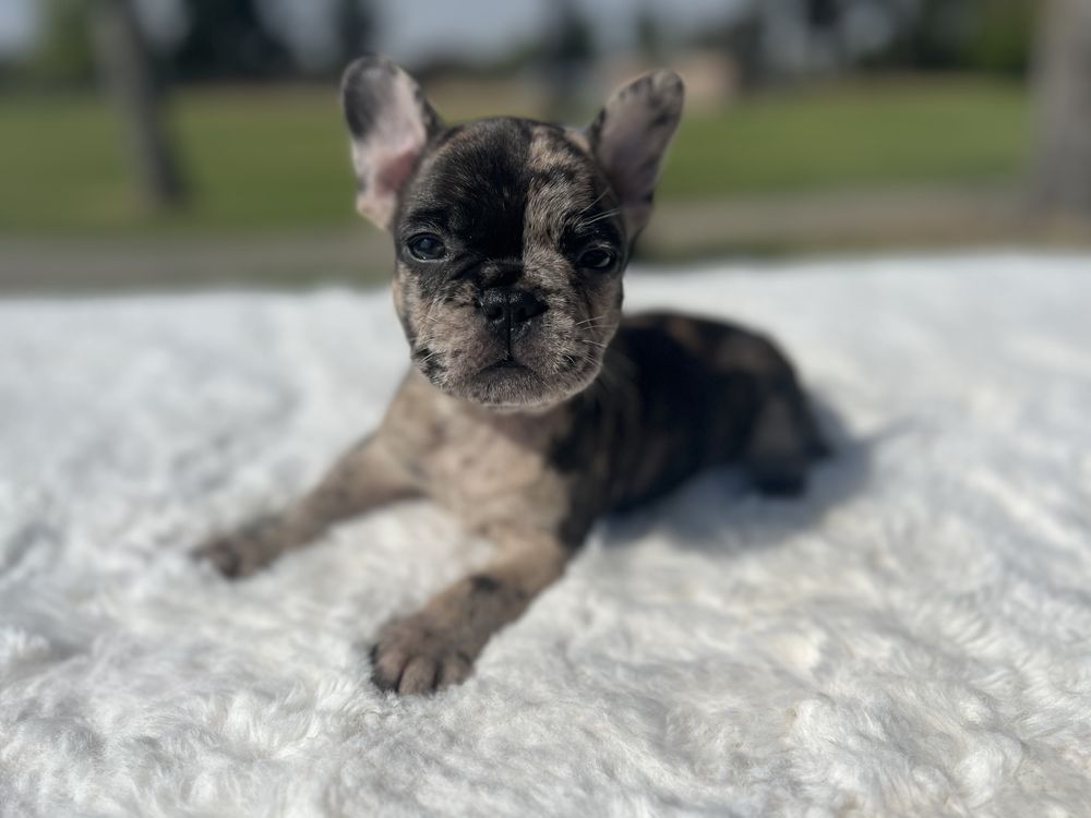 THE THREE LITTLE FRENCHIES - Updated September 2024 - 27 Photos ...