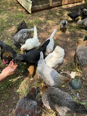 MURRAY MCMURRAY HATCHERY - Updated August 2025 - 102 Photos & 109 ...