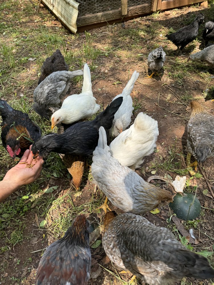 MURRAY MCMURRAY HATCHERY - Updated December 2025 - 102 Photos & 108 ...