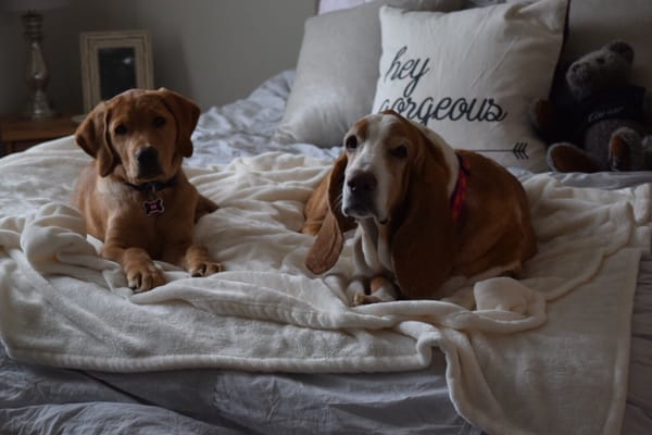 DOWNTOWN PITTSBURGH DOGS - Updated January 2026 - 36 Photos & 35 ...