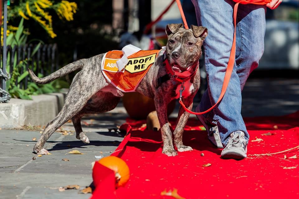 MOBILE MUTTS DOG WALKING AND CAT SITTING - Updated July 2025 - 83 ...