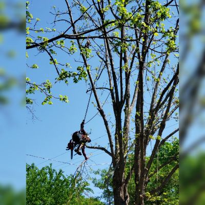 MOLINA TREE SERVICE - Updated September 2025 - 163 Photos - Longview ...