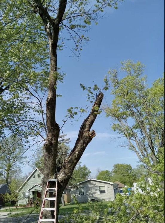 E V TREES - Updated August 2025 - Request a Quote - 17 Photos ...