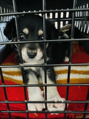 STANISLAUS ANIMAL SERVICES AGENCY - Updated February 2025 - 58 Photos ...