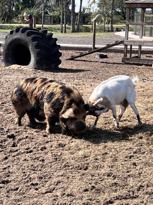 SHOWCASE OF CITRUS - Updated August 2024 - 1179 Photos & 244 Reviews ...