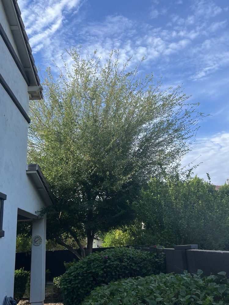 LARA TREE & FOUNDATION - Updated September 2025 - Chandler, Arizona ...