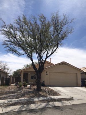 TREE MONKEY TREE TRIMMING - Updated September 2024 - 51 Photos & 57 ...