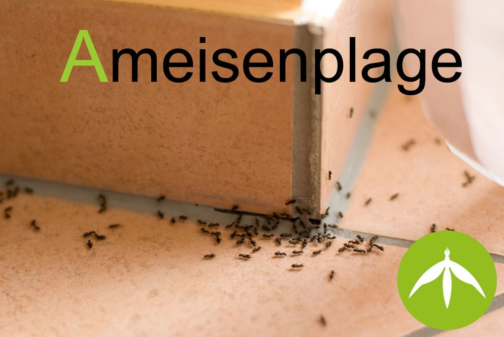 KLEINLOGEL-STURM & OTTINK SCHÄDLINGSBEKÄMPFUNG GMBH - Pfungstädter Str ...