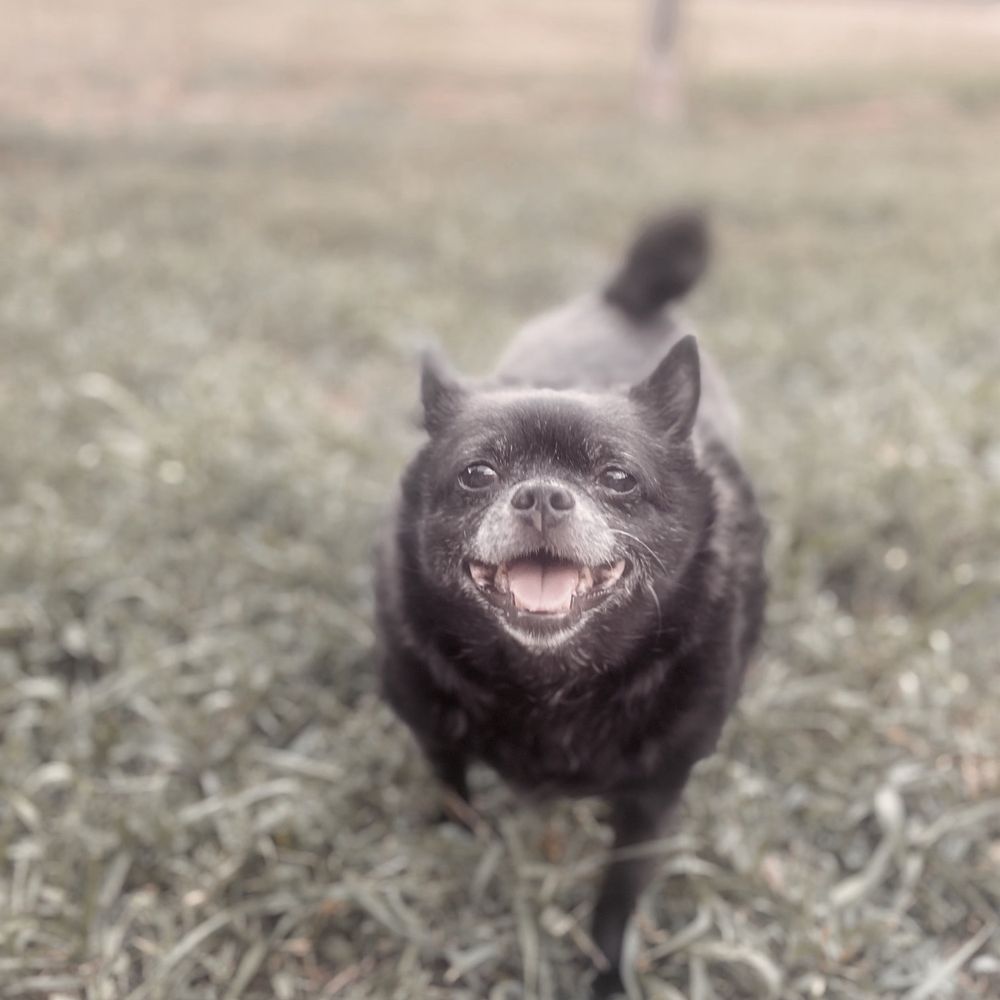 When Should I Spay Or Neuter My Schipperke