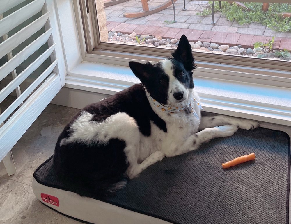 TWIZTED SCISSORZ PET GROOMING - Updated October 2025 - Youngtown ...