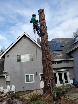 H G TREE SERVICE - Updated June 2024 - 115 Photos & 40 Reviews ...