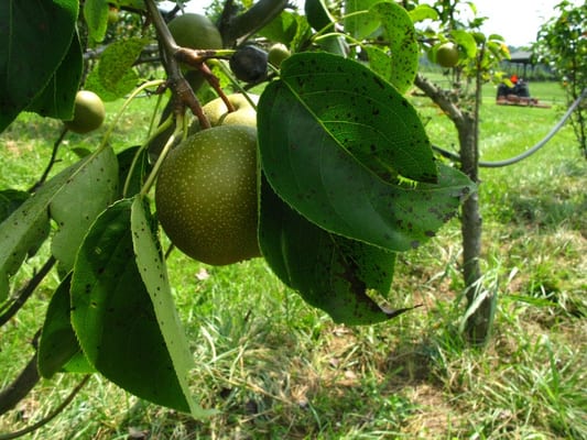 VIRGINIA GOLD ORCHARD - Updated December 2025 - 11 Reviews - 100 Asian ...