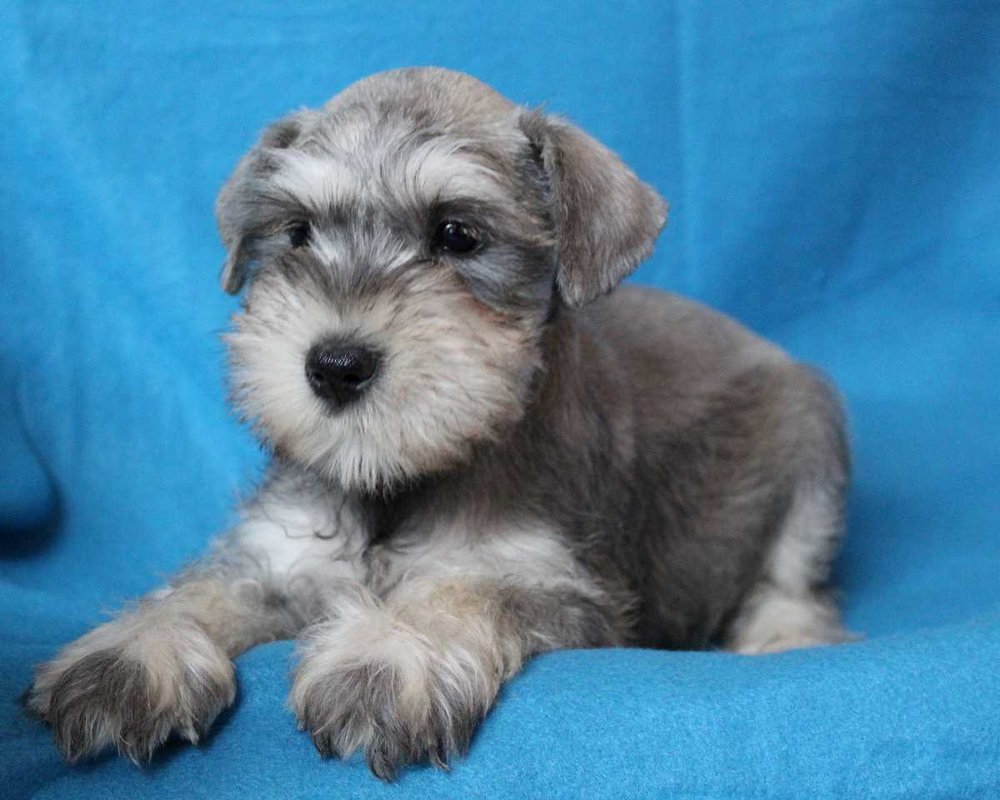 THOMAS KENNEL - Updated July 2025 - 671 State Hwy C, Ulman, Missouri ...