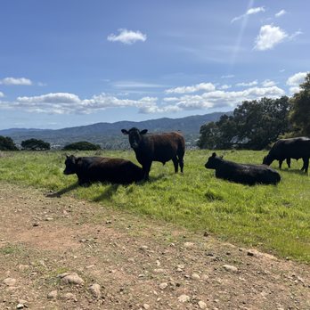 MT. BURDELL OPEN SPACE PRESERVE - Updated January 2026 - 167 Photos ...