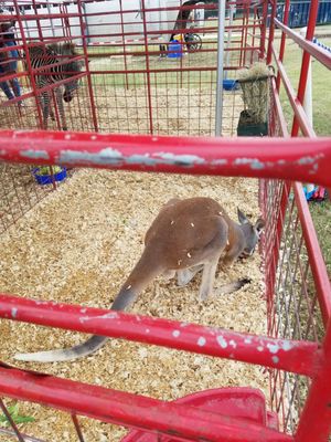 GREATER BATON ROUGE STATE FAIR - Updated July 2025 - 16 Photos - 16072 ...