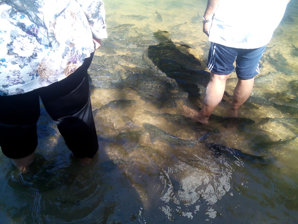 “TAGAL” SG.MOROLI, KG. LUANTI FISH MASSAGE - Ranau, Sabah, Ranau, Sabah ...