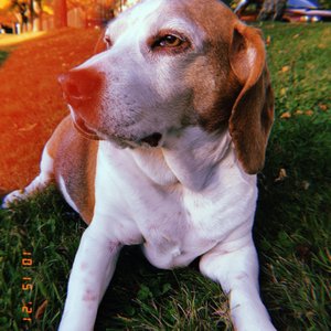 WEST EUGENE ANIMAL HOSPITAL - 30 Photos & 74 Reviews - Veterinarians ...