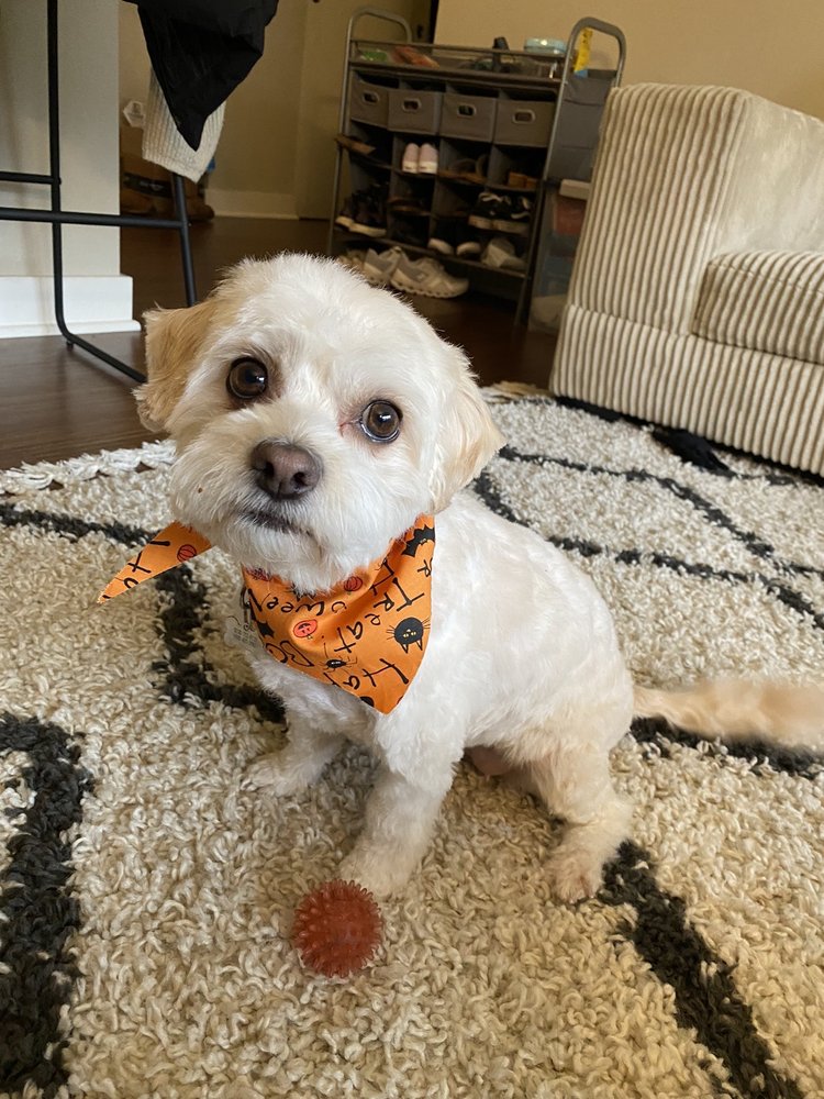 PETITE PAWS SEATTLE - Updated July 2025 - 24 Photos & 18 Reviews - 3430 ...