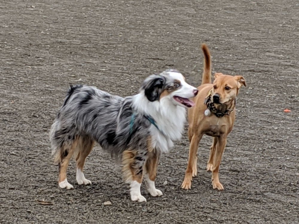 GENESEE PARK OFF-LEASH AREA - 60 Photos & 50 Reviews - 4316 S Genesee ...