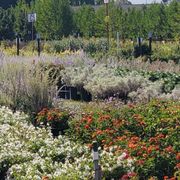 DEVIL MOUNTAIN WHOLESALE NURSERY - SAN RAMON - 57 Photos & 51 Reviews ...