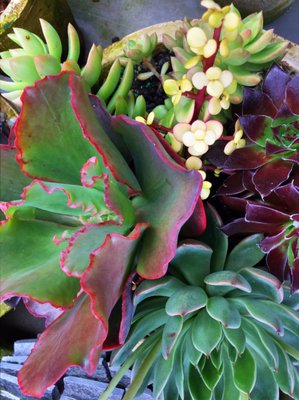 FLOWER POWER PROSPECT - Updated December 2025 - 25 Rowood Rd, Prospect ...