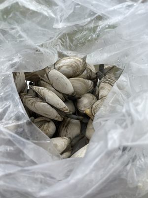 CAPE FISH & LOBSTER COMPANY - Updated January 2026 - 18 Photos & 45 ...