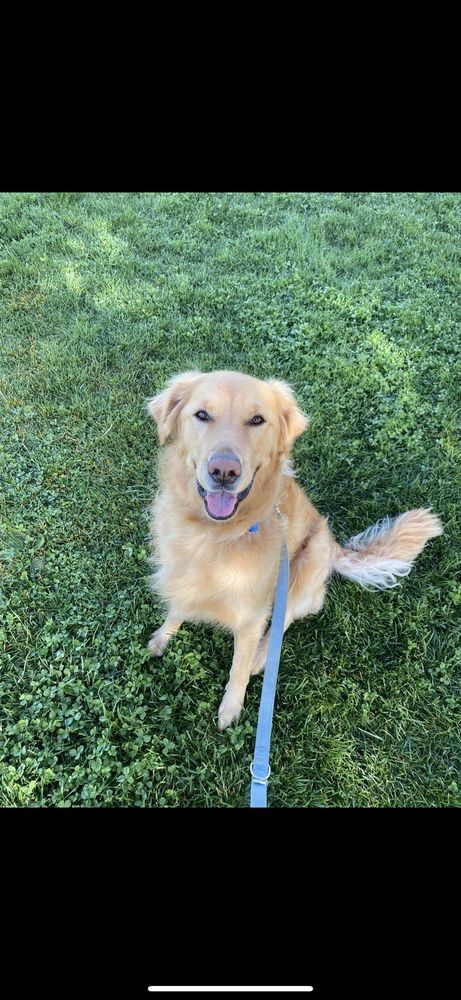 SF GOLDEN RETRIEVERS - Updated December 2025 - 13 Reviews - San ...