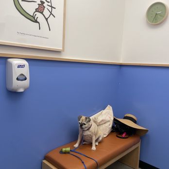 MODERN ANIMAL - Updated June 2025 - 46 Photos & 47 Reviews - 301 W ...