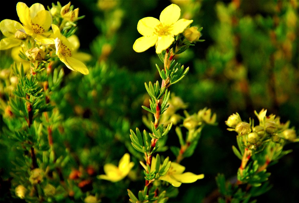 POTTER MARSH WILDLIFE VIEWING BOARDWALK - Updated August 2024 - 205 ...