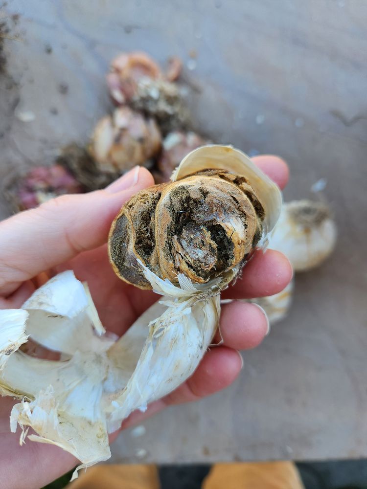 HOLLAND BULB FARMS - Updated July 2024 - 120 Photos & 222 Reviews ...