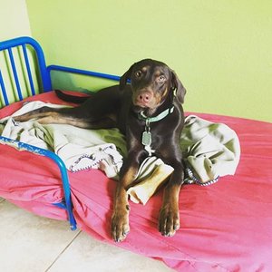 KICKAPOO RANCH PET RESORT - 19 Photos & 30 Reviews - 23230 Kickapoo Rd ...