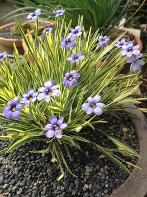 NATIVE SONS WHOLESALE NURSERY - Updated December 2025 - 379 W El Campo ...