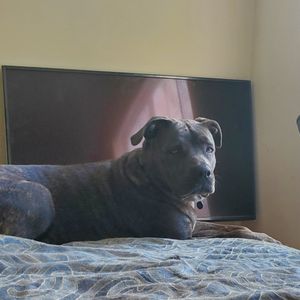 PAWS ATLANTA - Updated June 2025 - 84 Photos & 56 Reviews - 5287 ...