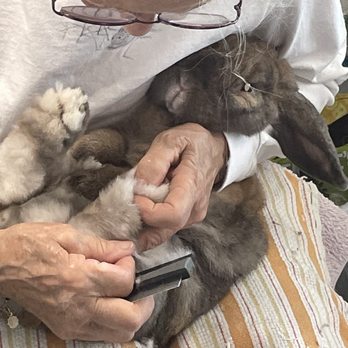 SUNSHINE RABBIT CENTER - Updated January 2026 - 63 Photos & 29 Reviews - 4202 Atlantic Ave, Long ...