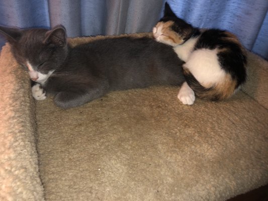 RICHMOND SPCA - 54 Photos & 53 Reviews - 2519 Hermitage Rd, Richmond ...