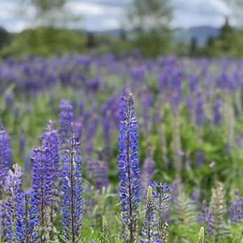 VAN LIEROP PARK - Updated October 2025 - 29 Photos - 7999 134th Ave E ...