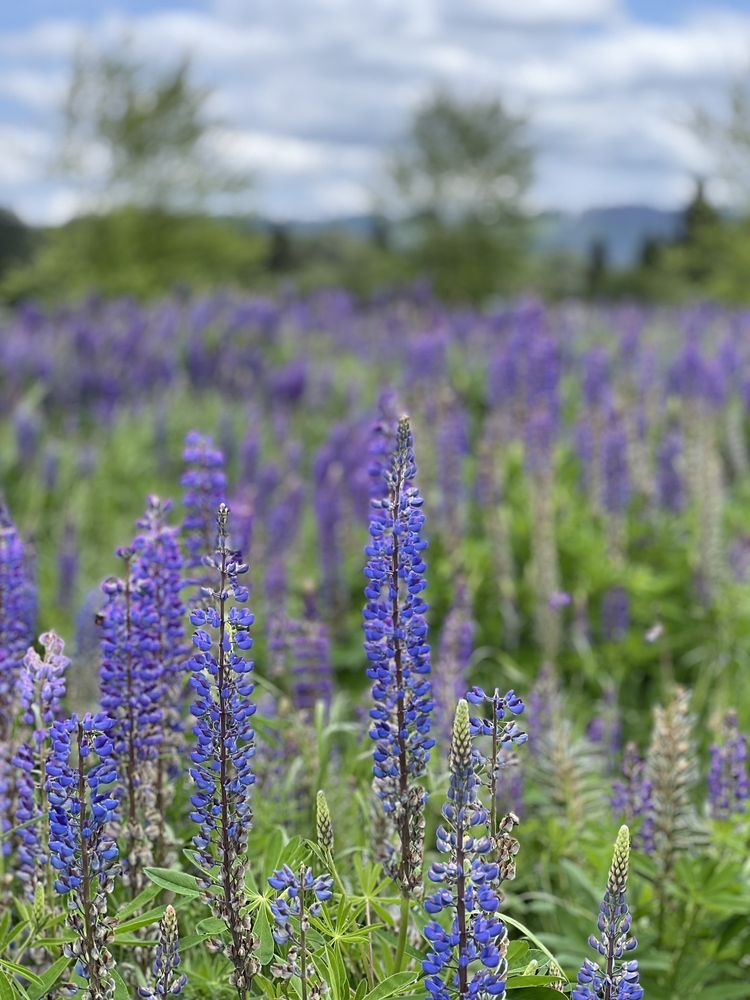 VAN LIEROP PARK - Updated October 2025 - 29 Photos - 7999 134th Ave E ...