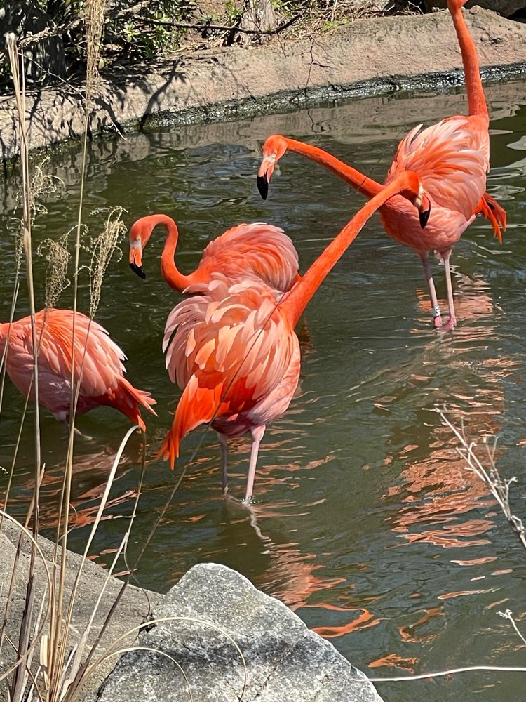 MARYLAND ZOO IN BALTIMORE - Updated December 2024 - 539 Photos & 230 ...