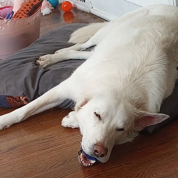 PAWSITIVELY HEAVEN PET RESORT - Updated January 2026 - 61 Photos & 128 ...