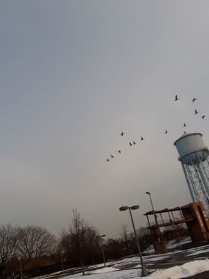 MICHAEL J TULLY PARK - 37 Photos & 20 Reviews - 1801 Evergreen Ave, New ...