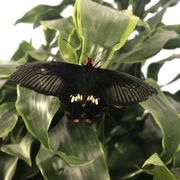 THE SMITHSONIAN BUTTERFLY HABITAT GARDEN - 53 Photos & 13 Reviews ...